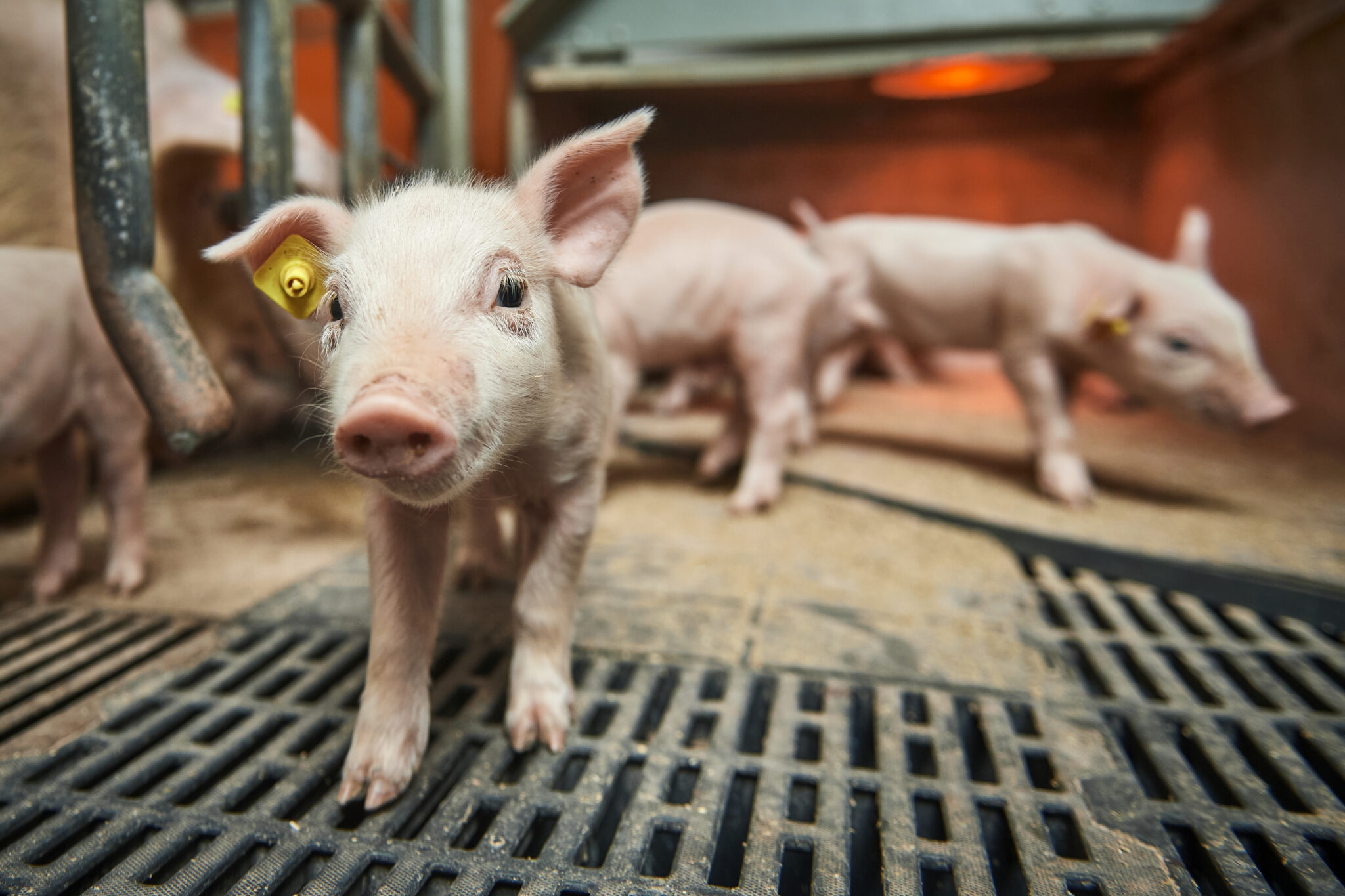 La supervivencia de los lechones mejora con la genética DanBred | News ...