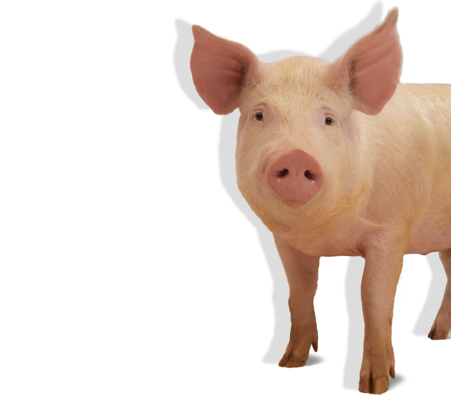 Who we are | DanBred