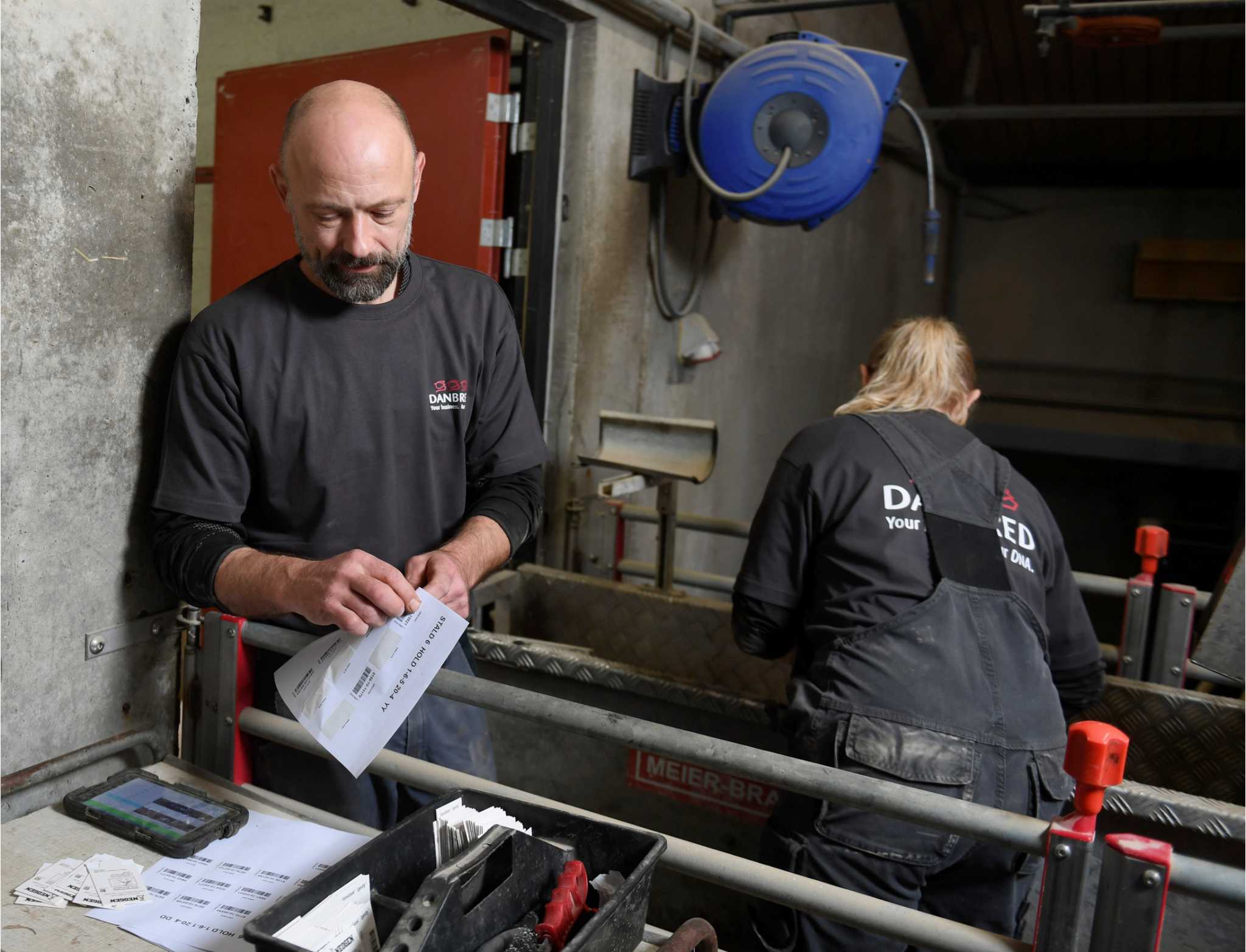 More breeding pigs ensures more breeding progress | News | Productivity ...