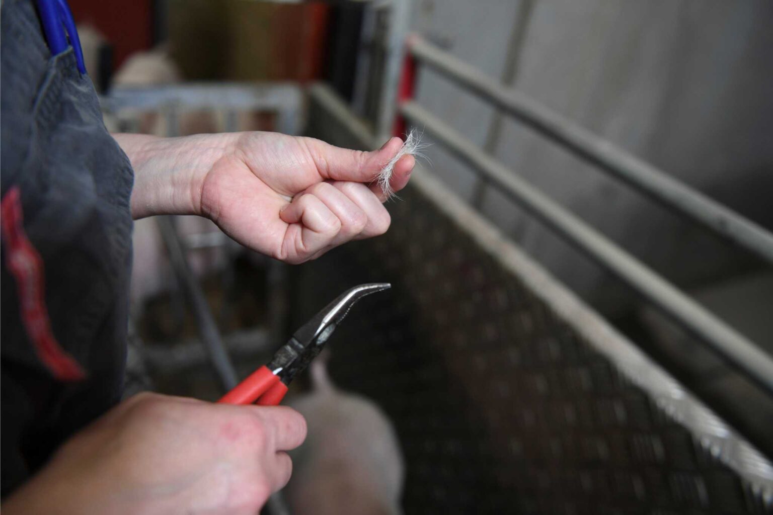 More breeding pigs ensures more breeding progress | News | Productivity ...