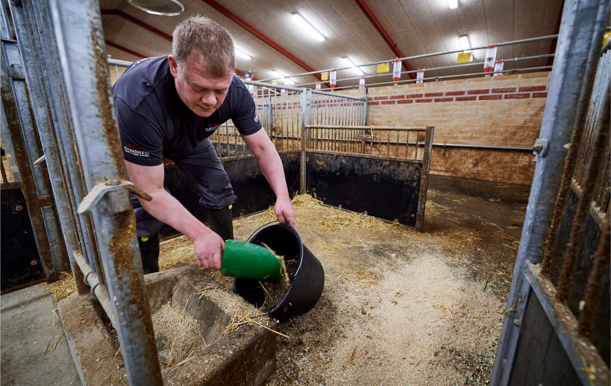 Feeding boars for improved longevity and lifetime productivity | DanBred