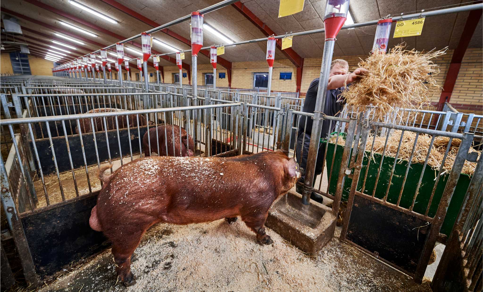 Feeding boars for improved longevity and lifetime productivity | DanBred