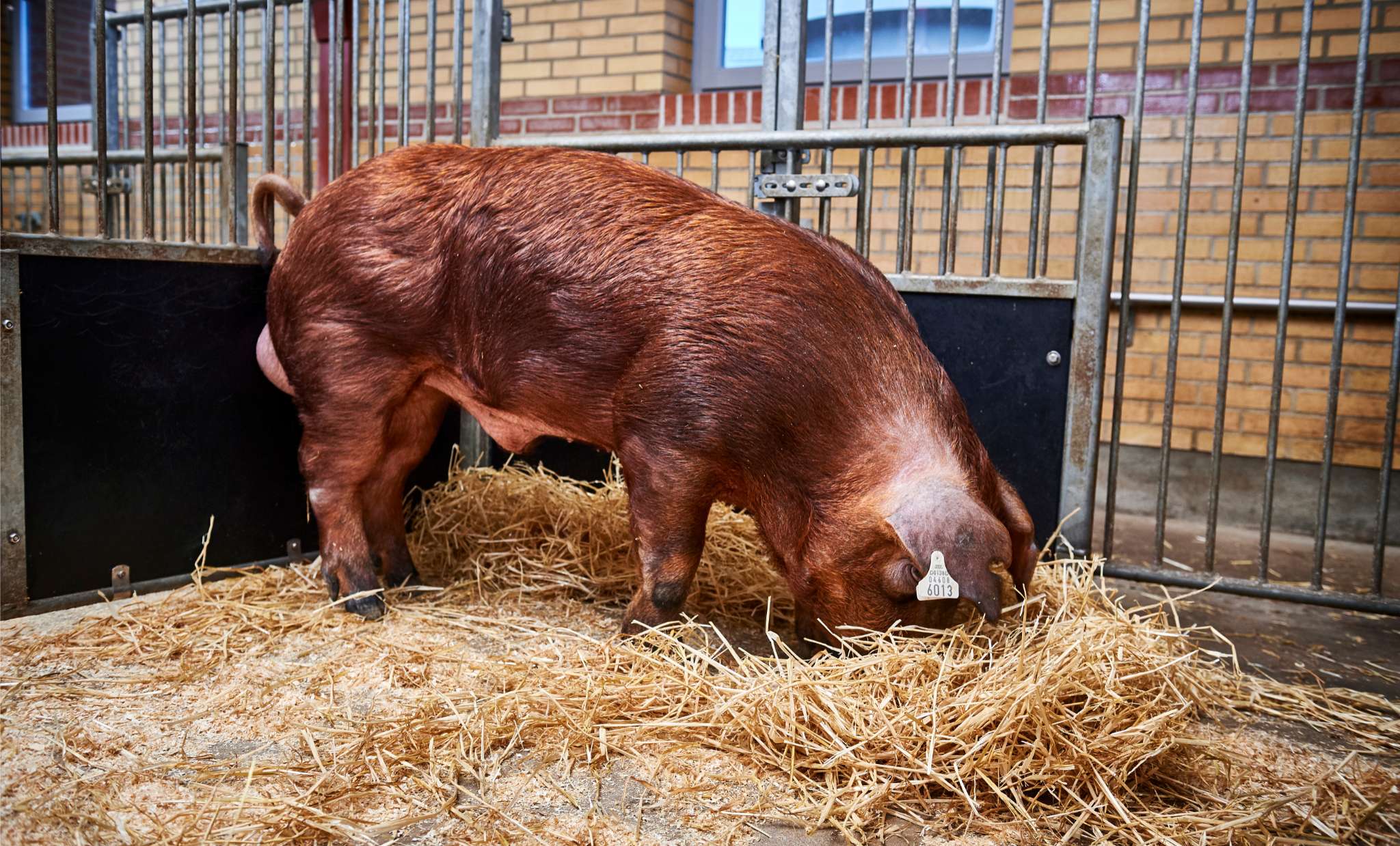 Feeding boars for improved longevity and lifetime productivity | DanBred