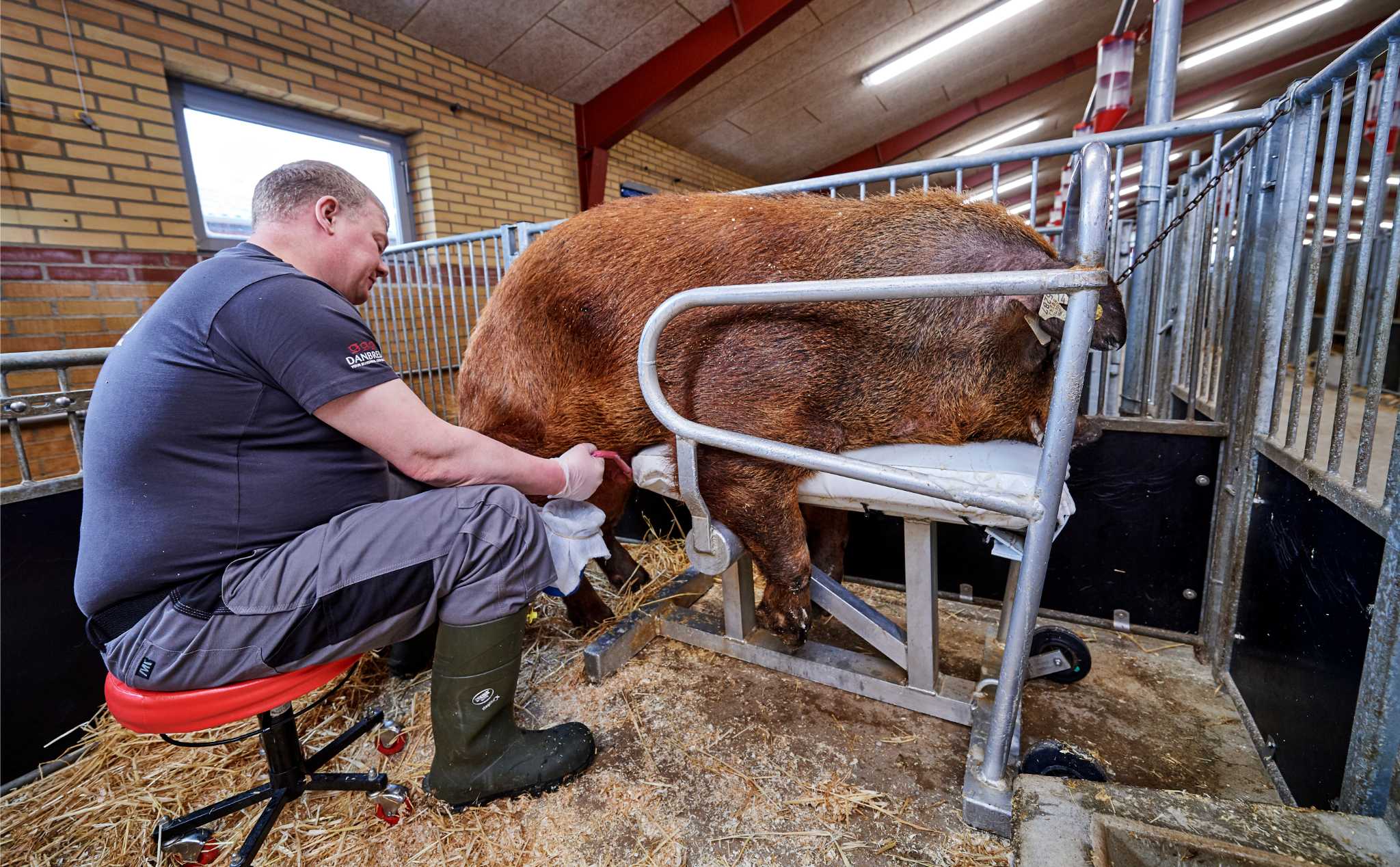 Feeding boars for improved longevity and lifetime productivity | DanBred