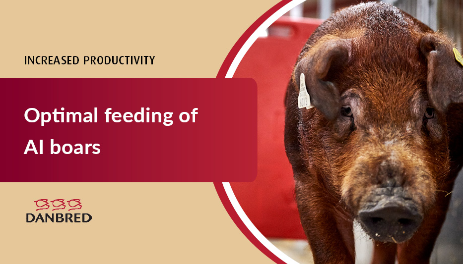 Tips & Insights Archive | DanBred