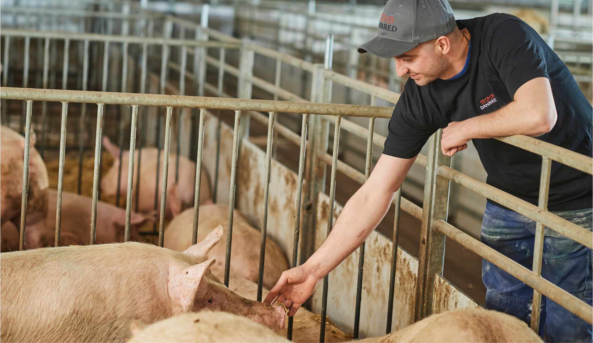 5 top tips: Water efficiency for modern pig farms | DanBred