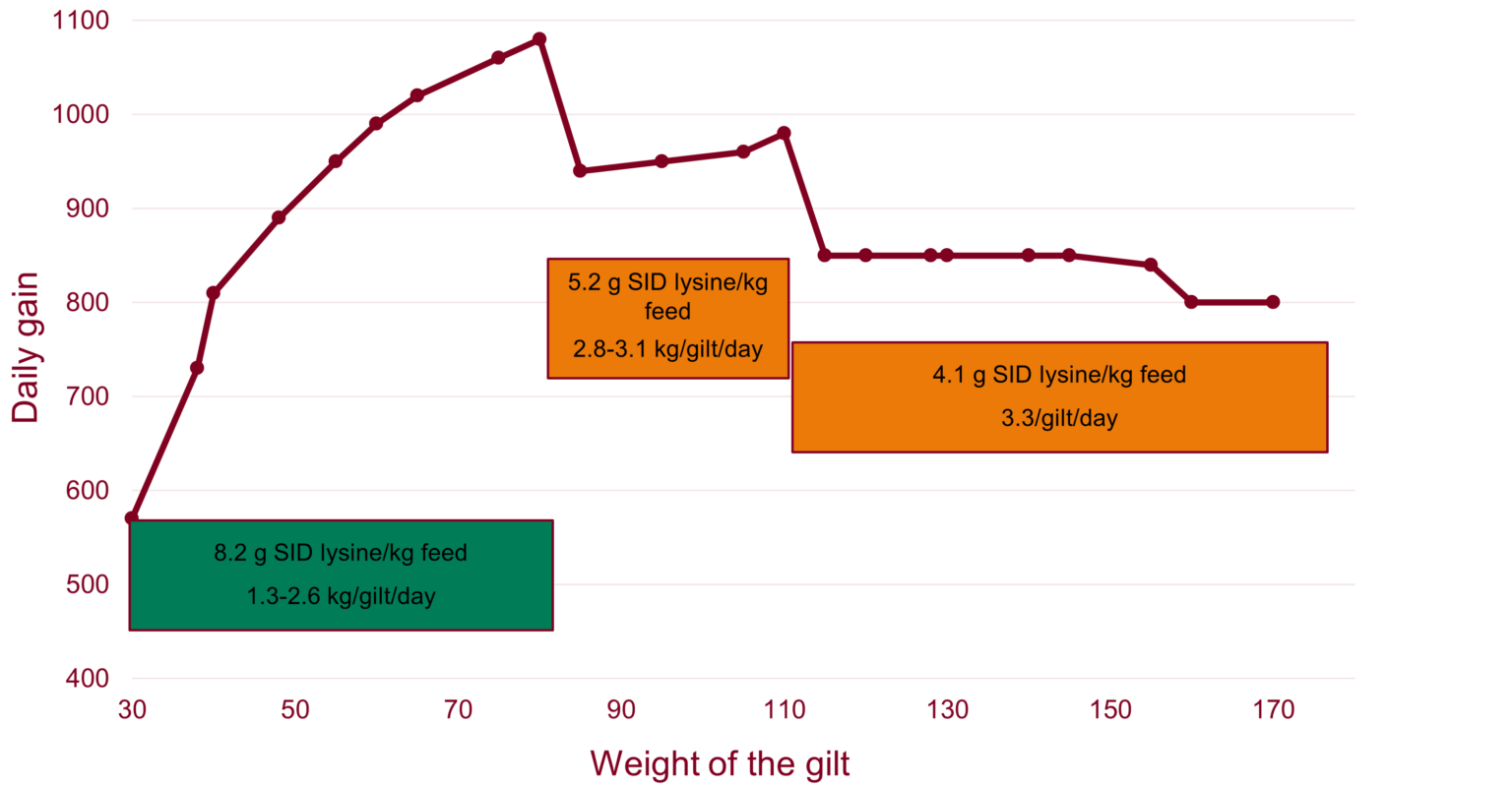 Feeding gilts: 5 recommendations for robust gilts - Swineweb.com ...