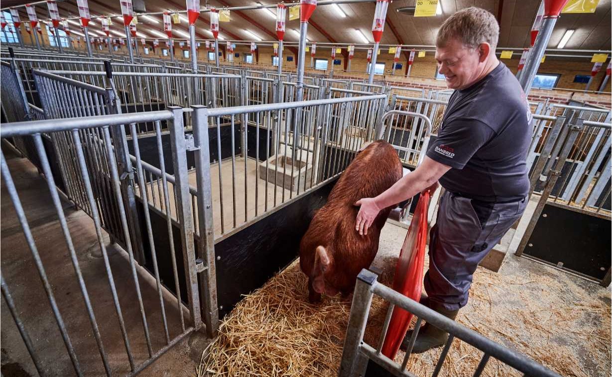 Boar training 1 - efficient management and handling | DanBred