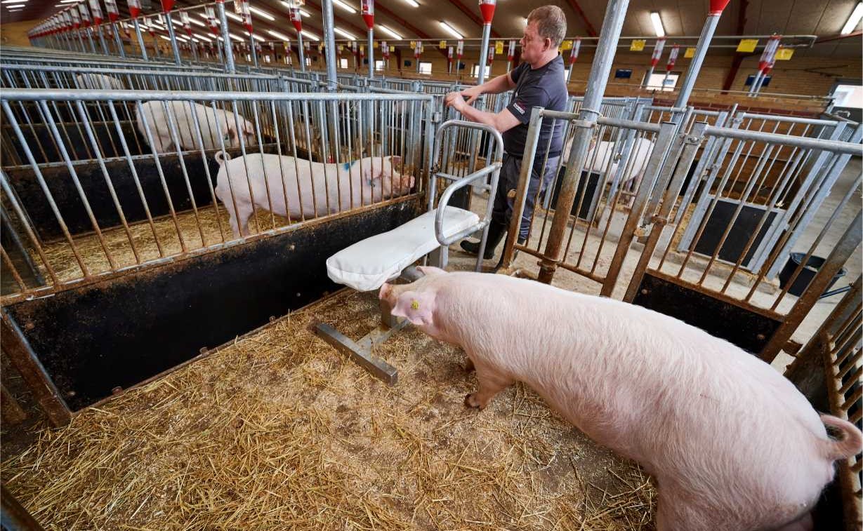 Boar training 1 - efficient management and handling | DanBred