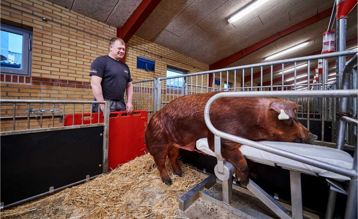 Boar training 1 - efficient management and handling | DanBred