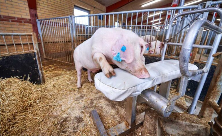 Boar training 1 - efficient management and handling | DanBred