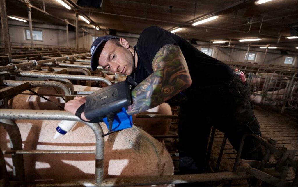 Boar training 2 - evaluation of the boar | DanBred