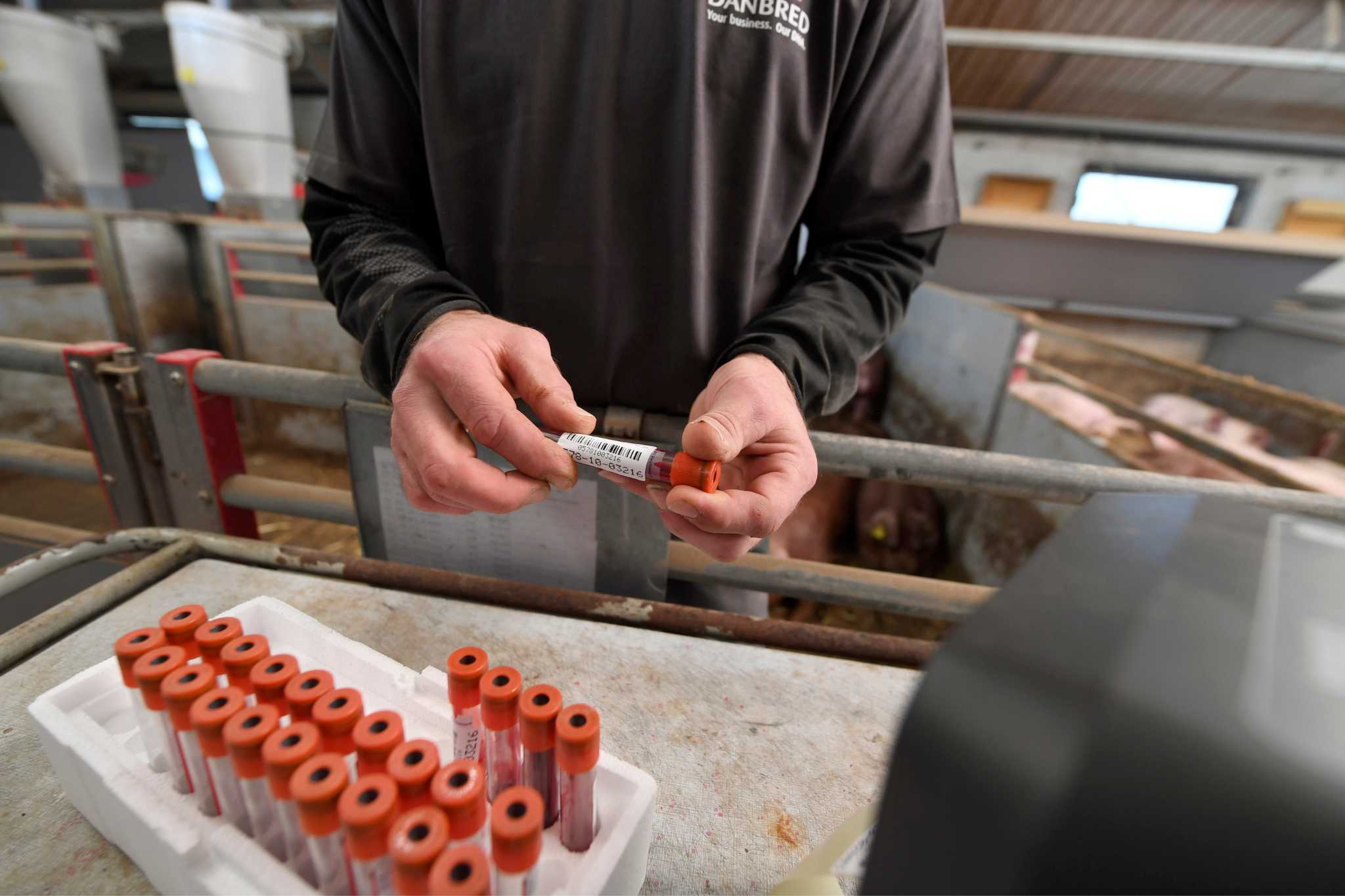 Health assurance of high-value breeding stock | DanBred