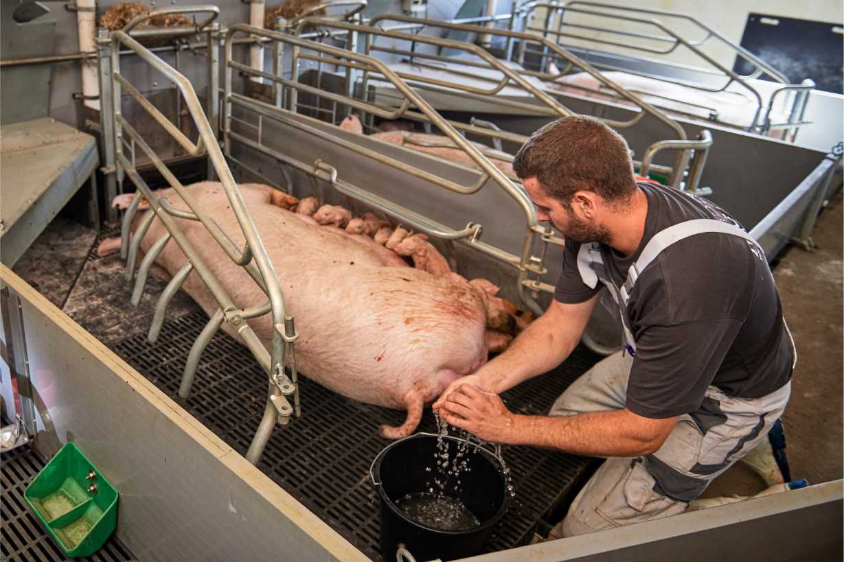 Farrowing - procedures for success | DanBred