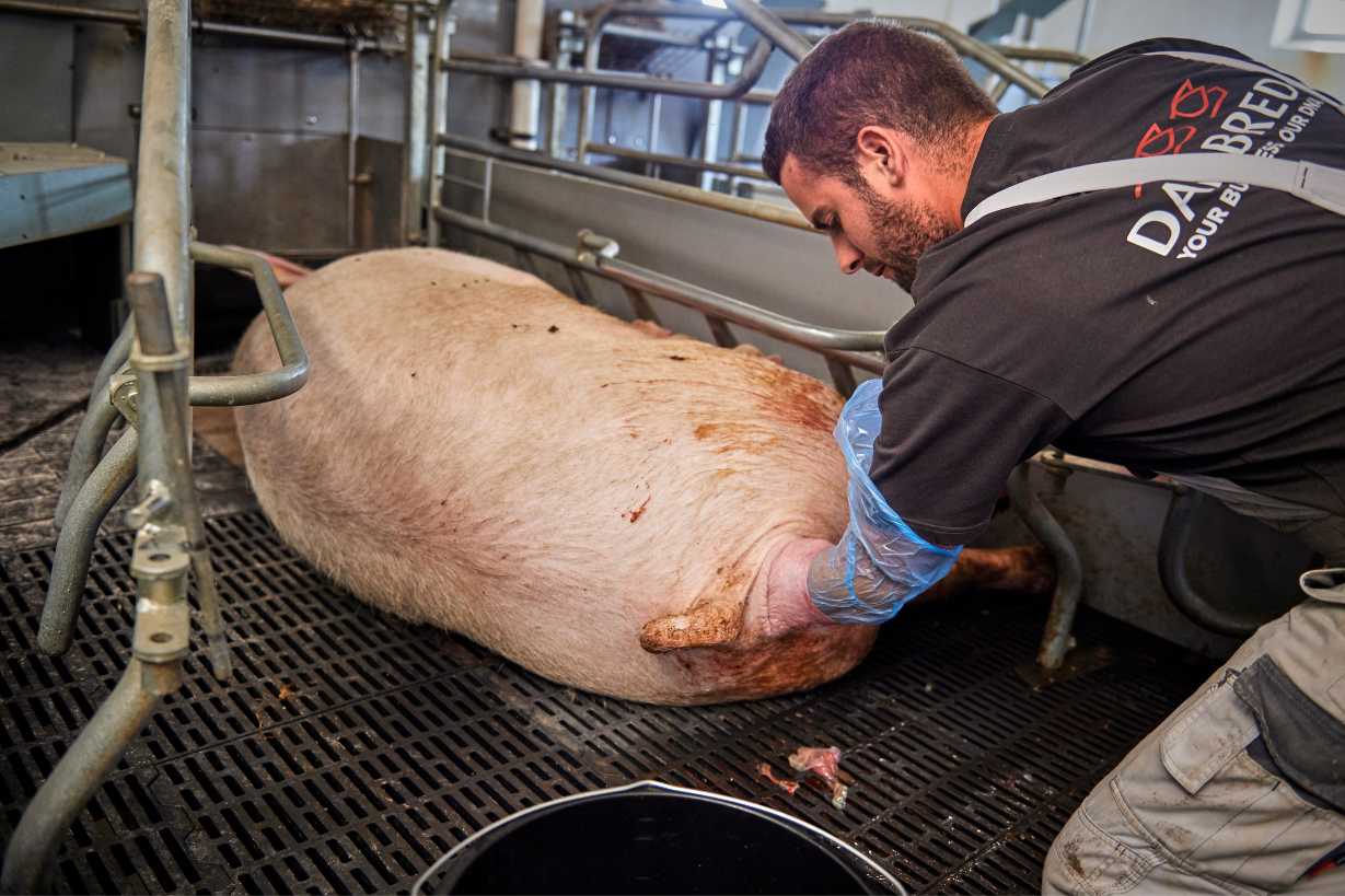 Farrowing - procedures for success | DanBred