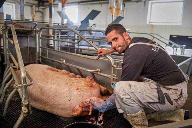 Farrowing - procedures for success | DanBred
