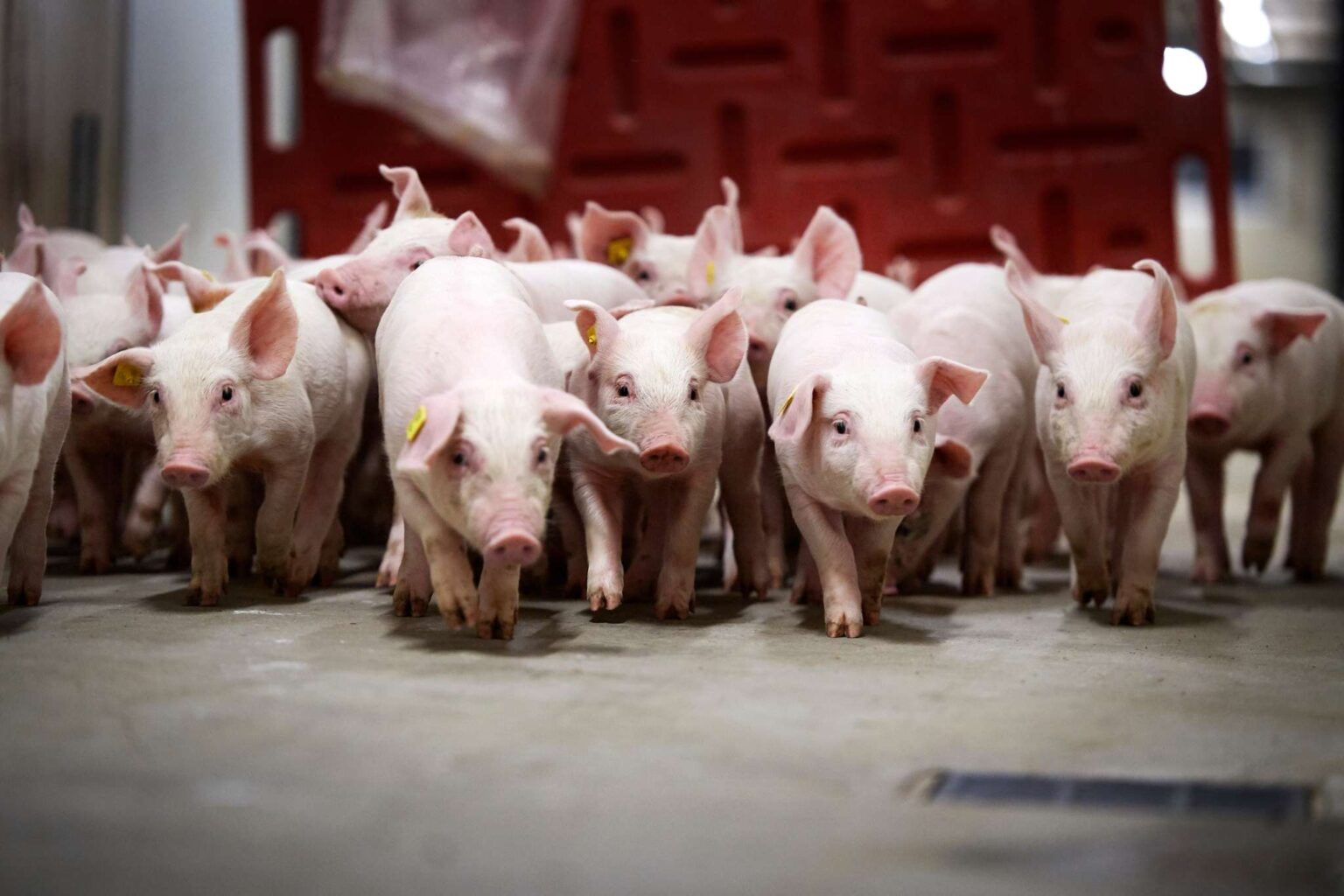 Original DanBred Certificate | DanBred